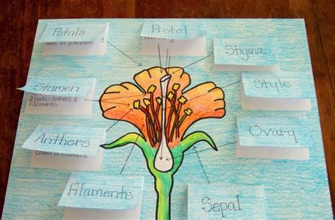 Classification Of Flowers Pdf