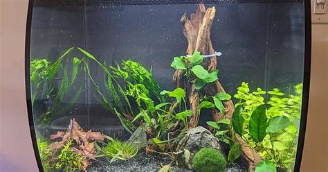 First Attempted At A Planted Aquarium 15g Fluval Flex Album On Imgur