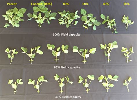 Soybean Seed Germination