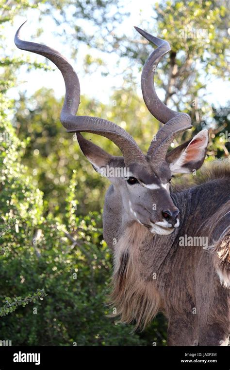Kudu Antelope With Large Spiralled Horns In The African Bush Stock