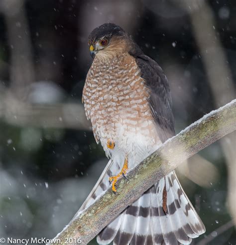 Photographing A Sharp Shinned Hawk On A Snowy Morning Welcome To