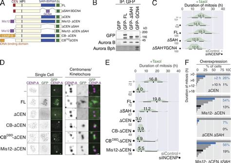 Clustering Or Kinetochore Targeting Of The Cpc Is Insufficient To Download Scientific Diagram