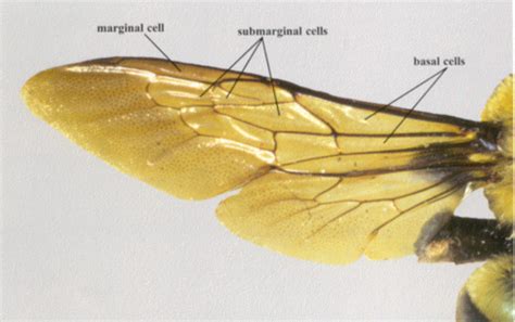 Hymenoptera Matts Edit Flashcards Quizlet
