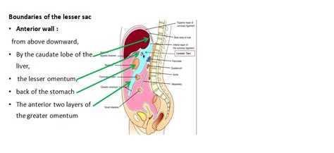 Easyhumanatomy Summary Of Lesser Sac Lecture Note