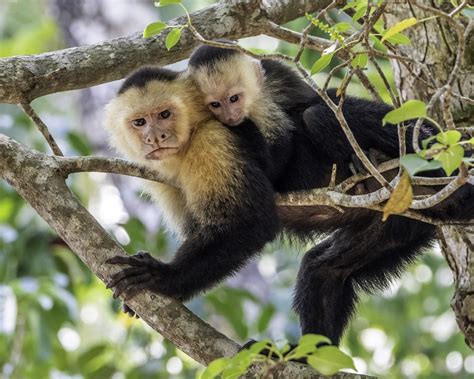 Colombian White Throated Capuchin Cebus Capucinus New England