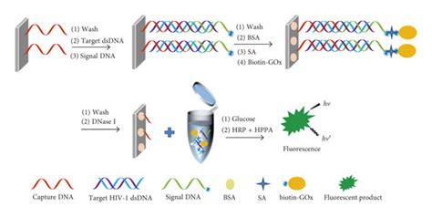 The Scheme For Fluorescent Sensor For Sequence Specific Recognition Of