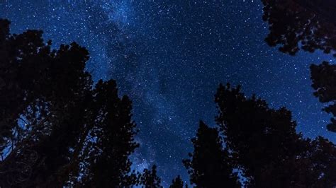 Night Sky With Stars And Trees