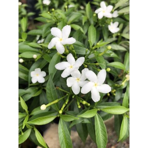 Pbn Ervatamia Green Dwarf Bunga Susun Jasmine Thai Pinwheel Flower