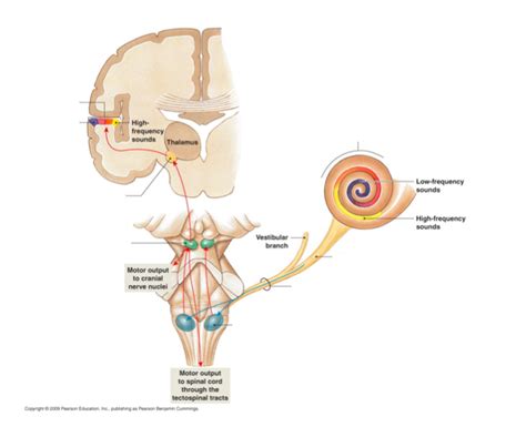 Diagram Of Diagram Auditory Neural Pathway Quizlet