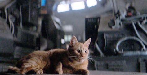 Aliens Cat Name