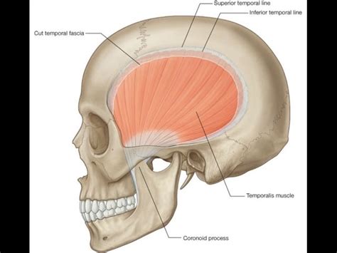 Temporal Infratemporal Fossae Temporal Fossa Extends