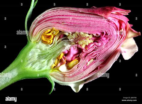 Longitudinal Section Flower Hi Res Stock Photography And Images Alamy