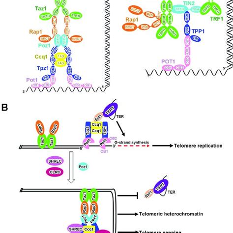 The Architecture Of The S Pombe Shelterin Complex And A Schematic