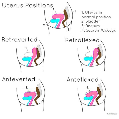 Components Of The Uterus