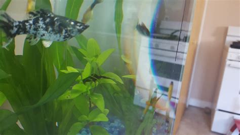 Can I Propagate This On My Java Fern R Plantedtank