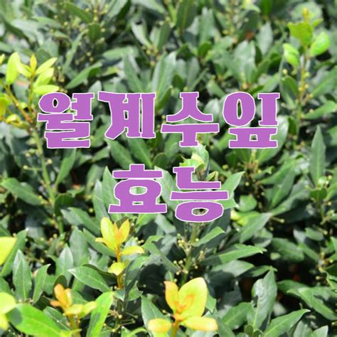 월계수잎 효능 사용법 부작용