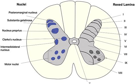 Functional Anatomy Of The Spinal Cord Radiologic Clinics
