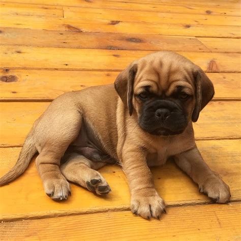 Pug Cocker Spaniel Puppy On Wooden Floor