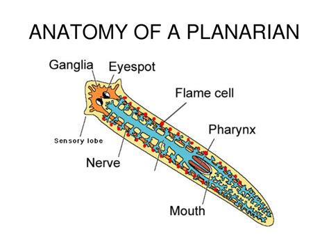 Planarian Diagram