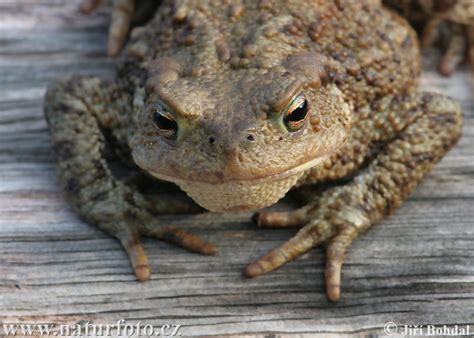Bufo Bufo Pictures Common Toad Images Nature Wildlife Photos