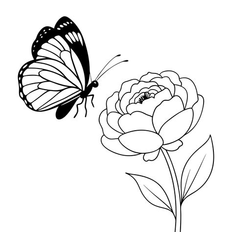 A Butterfly Is Extracting Nectar From A Ranunculus Flower Illustration
