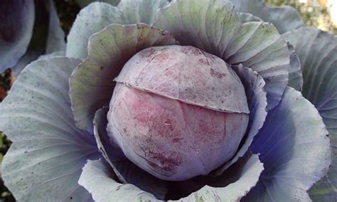 Outdoor Hydroponics 9 Tips For Maximum Yields