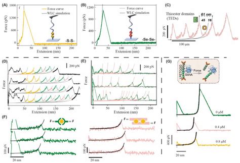 Dynamic Covalent Hydrogels Strong Yet Dynamic Pmc