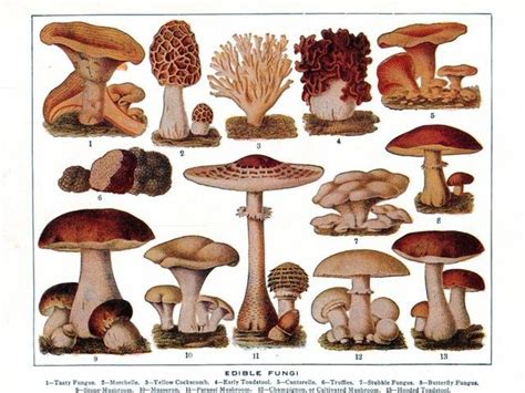 Edible Fungi Chart From The New Students Reference Work 1914 Source