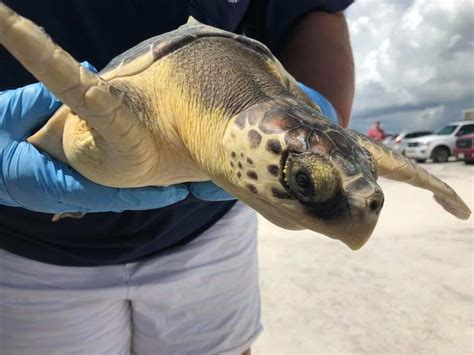 15 Endangered Animals That Need Our Help - The Scroller