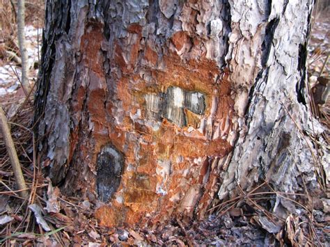 Pitch Pine Diseases At Steve Courtney Blog