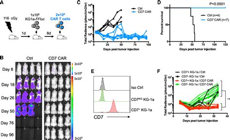 Figure 4 From Cd7 Car T Cells For The Therapy Of Acute Myeloid Leukemia