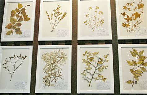 学姐带你做标本——植物篇 学姐来了 中国数字科技馆