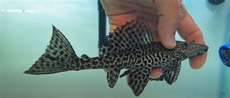 L021 Common Pleco Pterygoplichthys Pardalis