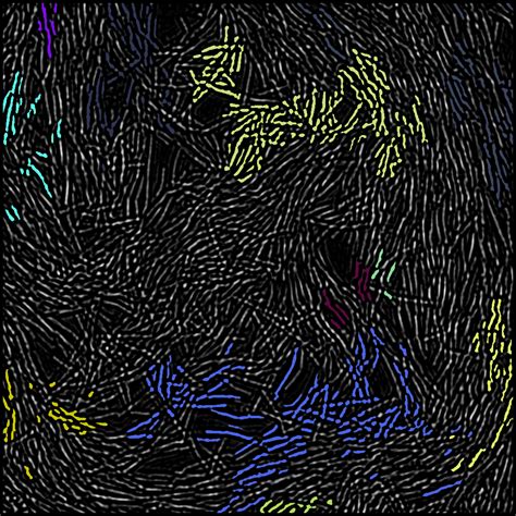 Learning The Complete Dynamical Phase Diagram Of Bacterial Swarming