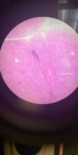 Anatomy Lab Quiz One Flashcards Quizlet