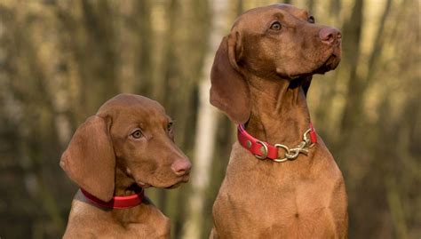 Web Analytics 101 A Comprehensive Guide Splunk