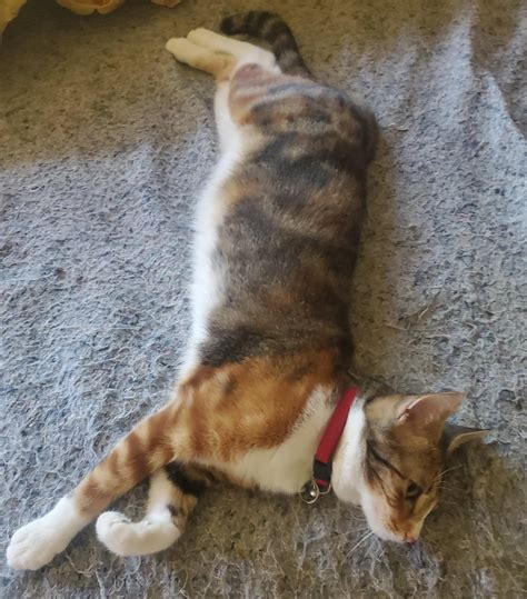 Is My Girl A Torbico Rtorbico