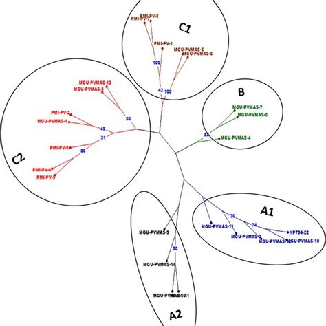 Cluster Analysis Depicting Genetic Dissimilarity Of The 24 Inbreds