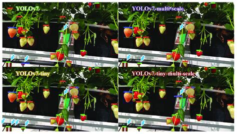 One Scene Of Ripeness Detection From One Video Clip Captured In The