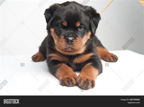 Albino Rottweiler Puppies