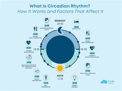 What Is Circadian Rhythm How It Works And Factors That Affect It