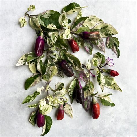 Buy Chilli Pepper Jigsaw Seeds She Grows Veg