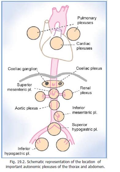 Autonomic Plexuses Autonomic Nervous System