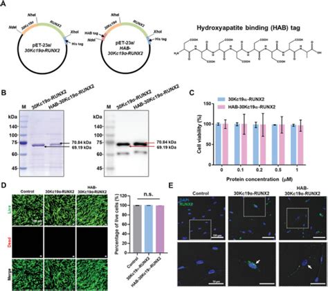 Bone‐targeted Delivery Of Cell‐penetrating‐runx2 Fusion Protein In