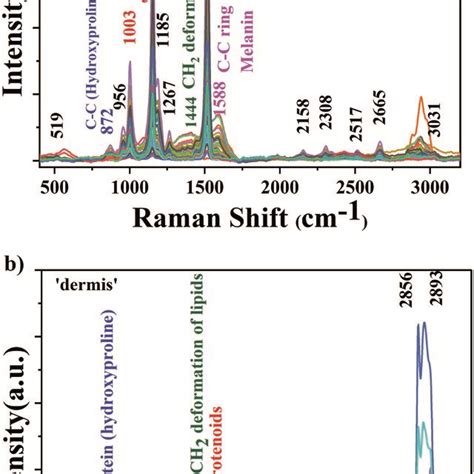 Average Raman Spectra Of A Lower Epidermis And B Dermis Layer Of 40 Download Scientific