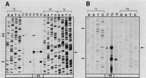 Primer Extension Assays Of Rna From Cells Transfected With 10 Pg Of
