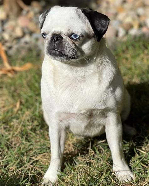 Panda Pug Facts About The Rare Pug Color With Pictures