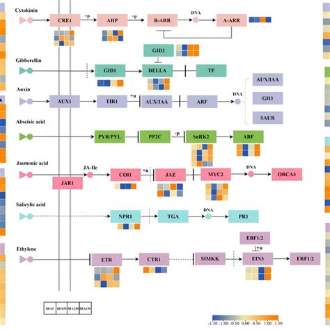 Heatmap Of The Relative Expression Levels Of DEGs Involved In Cell