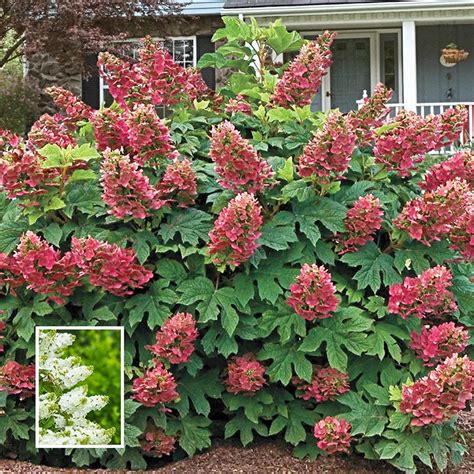 Ruby Slippers Dwarf Oakleaf Hydrangea Shop Online Brecks