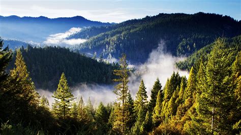 Misty Mountain Forest Valley At Sunrise Hd Wallpaper Rare Gallery